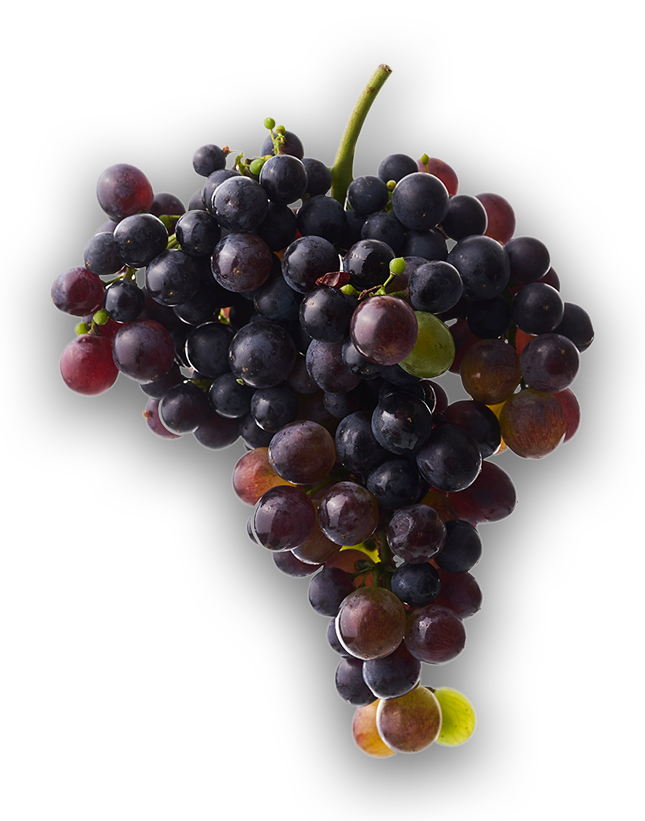 Tinta Negra Vinho Madeira Tinta Negra Vinho Madeira